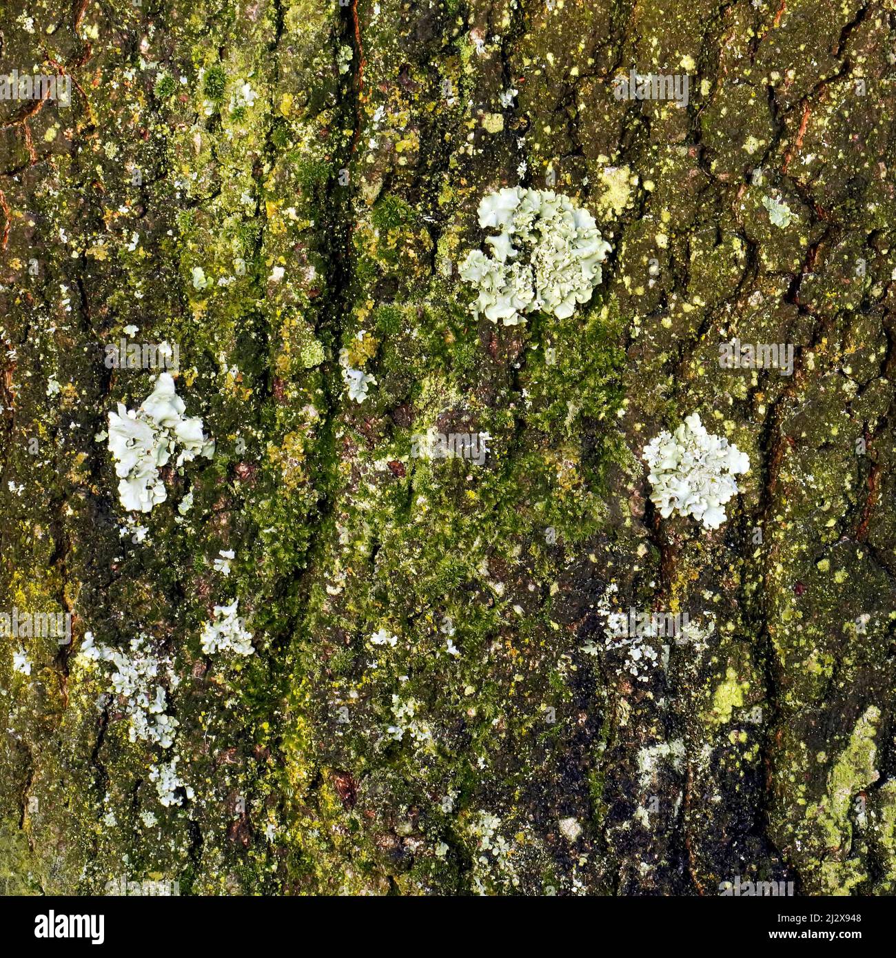 Tree trunk covered fungi lichen and moss in late autumn/early winter on ...