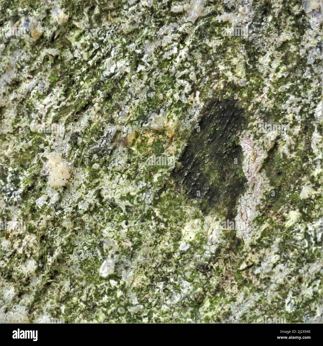 Severe frost clings to tree trunk clothed in frost covered fungi lichen ...