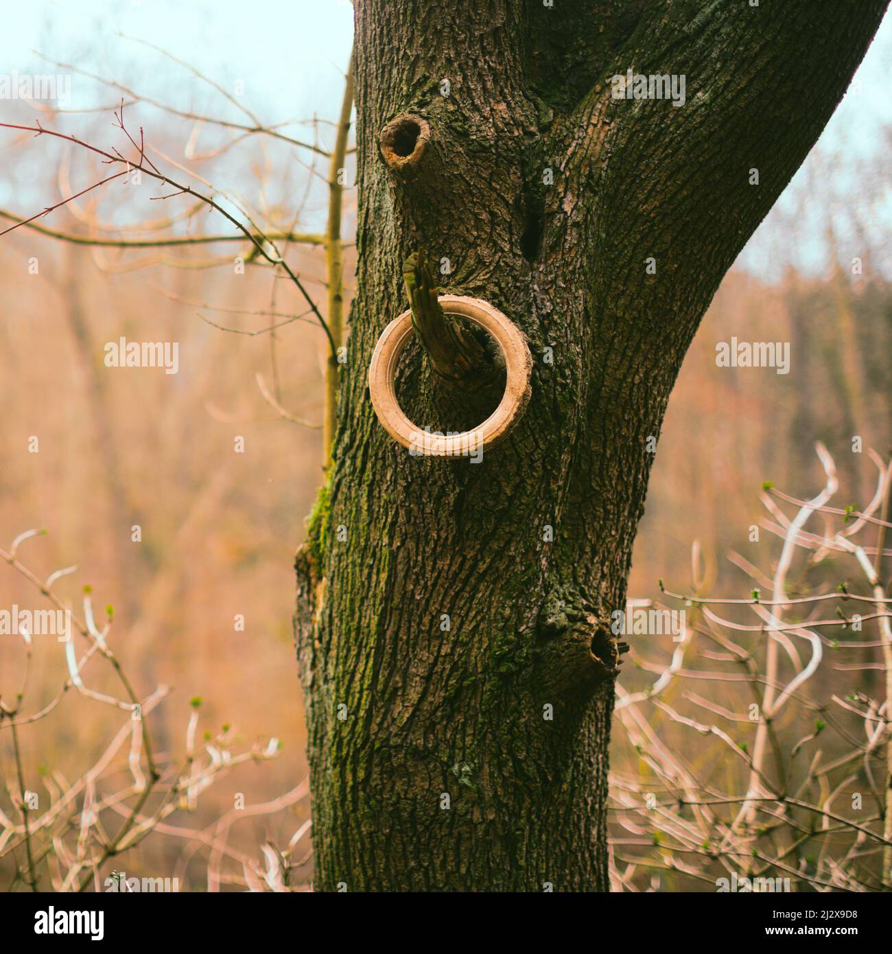 The rubber wheel hanging on the tree Stock Photo - Alamy