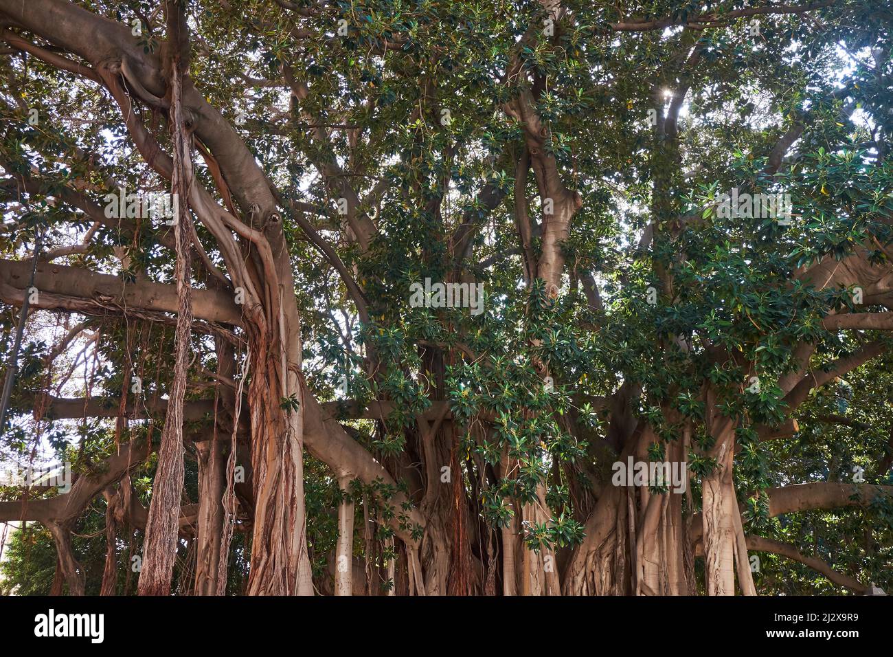 Large aerial root tree Stock Photo - Alamy