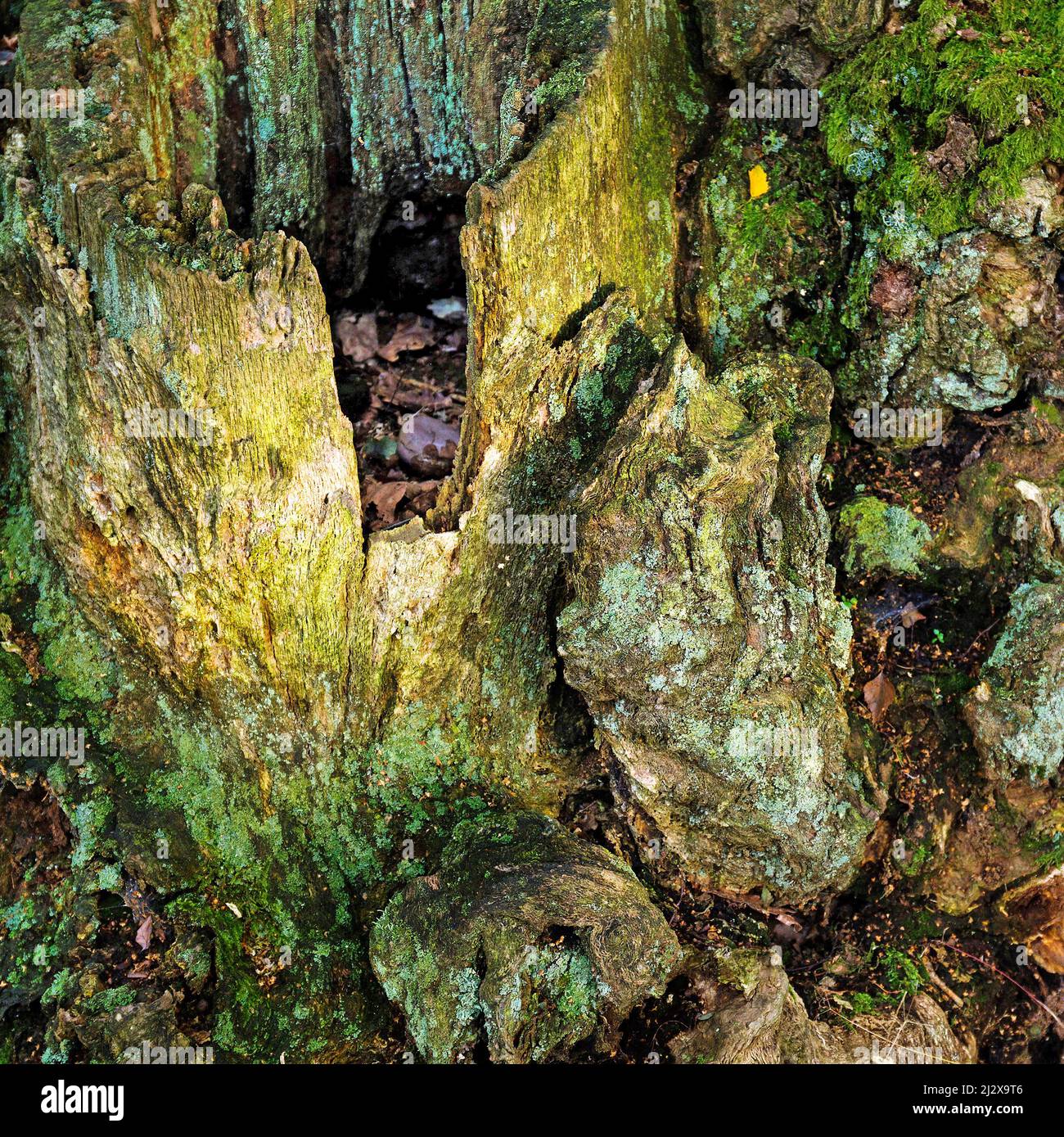 Base of old oak tree in Ancient Oak woodland a former medieval royal ...
