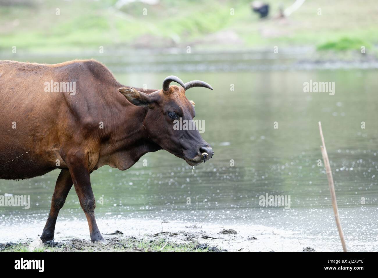 Asian calf hi-res stock photography and images - Alamy
