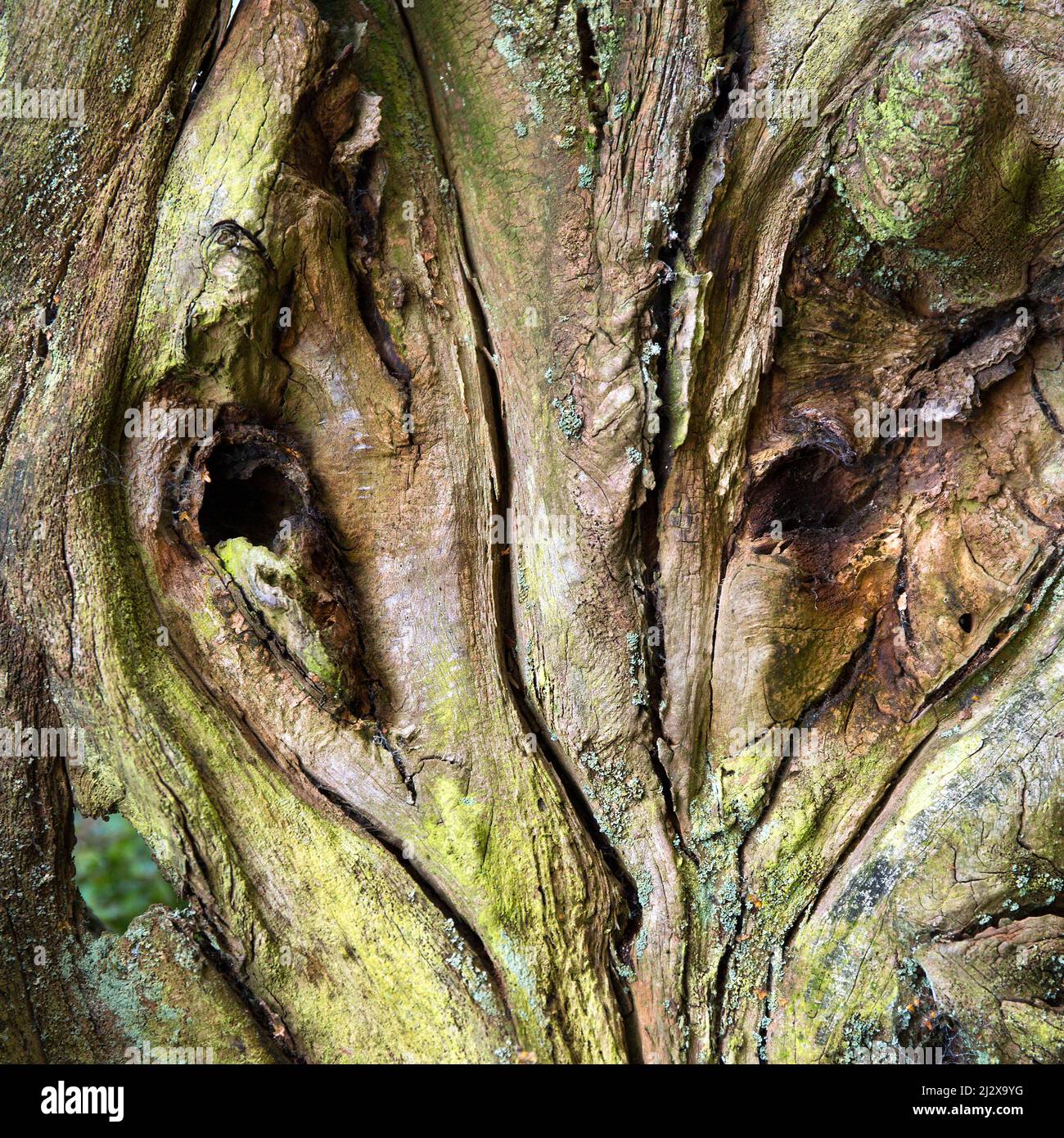 Beautiful colour, pattern, and texture of Oak tree remnant in Ancient ...