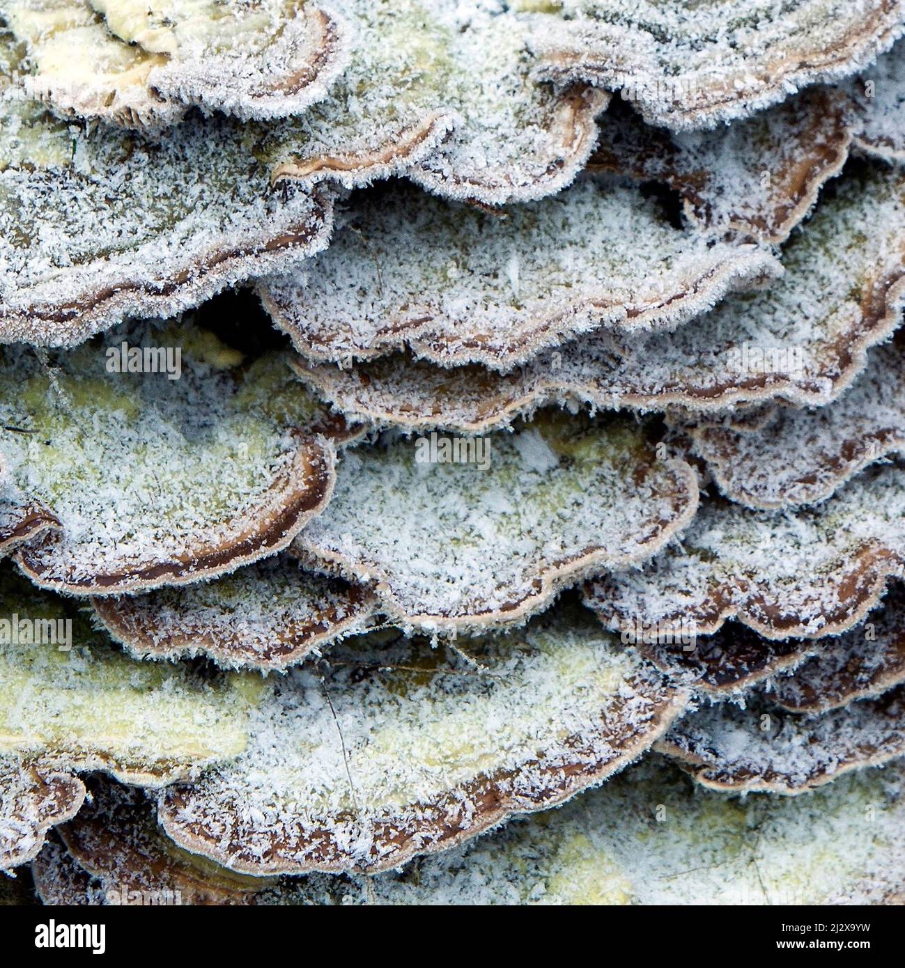 Fungus in ice hi-res stock photography and images - Alamy