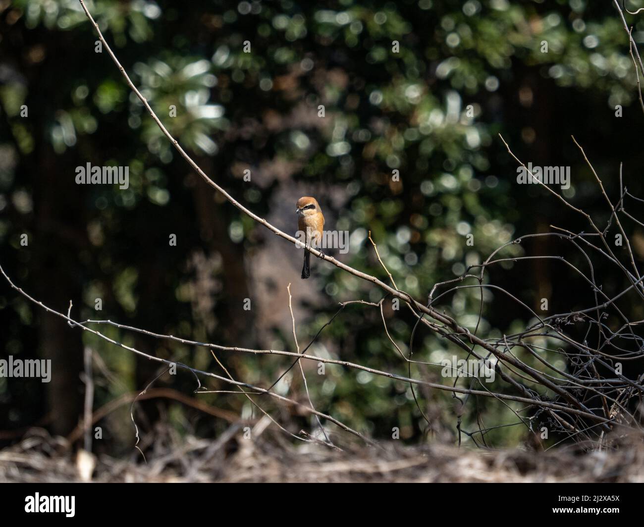 A closeup of a tiny Bull-headed Shrike perched on dried branches of a ...