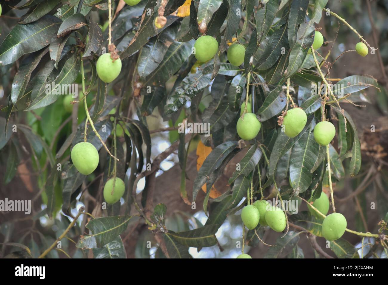 A Selective focus Picture of Raw green Mangoes hanging from Tree in ...