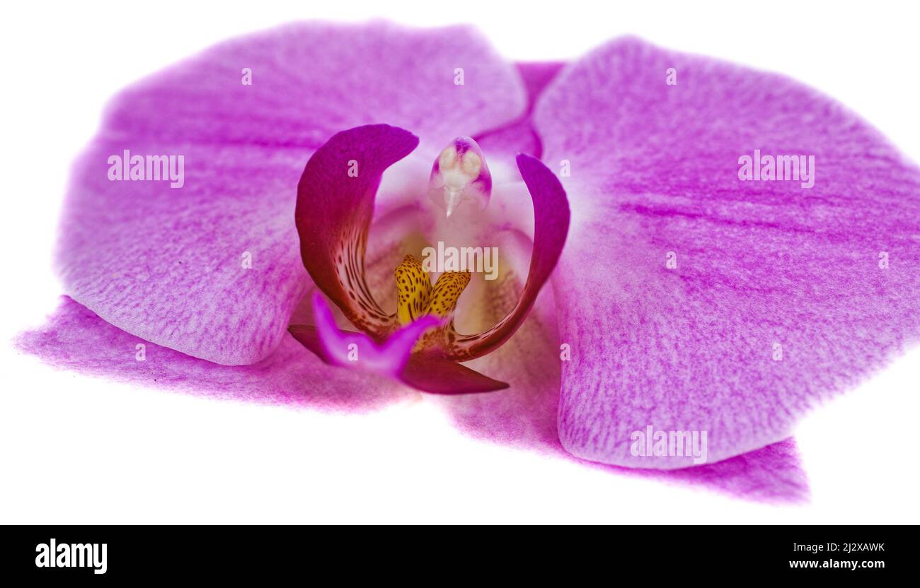 Orchids (Orchidaceae family) are among the largest and most diverse of ...