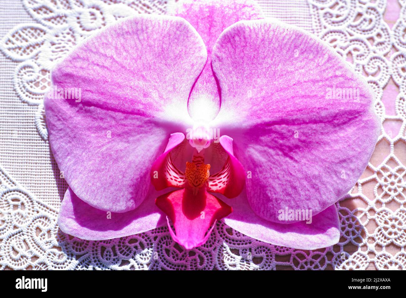 Orchids (Orchidaceae family) are among the largest and most diverse of ...
