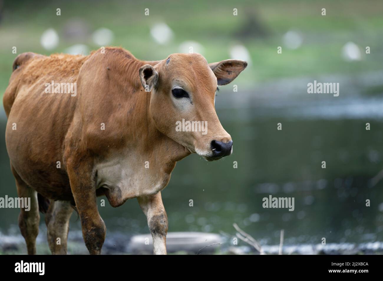 Asian Cows grazing and calf day Stock Photo - Alamy
