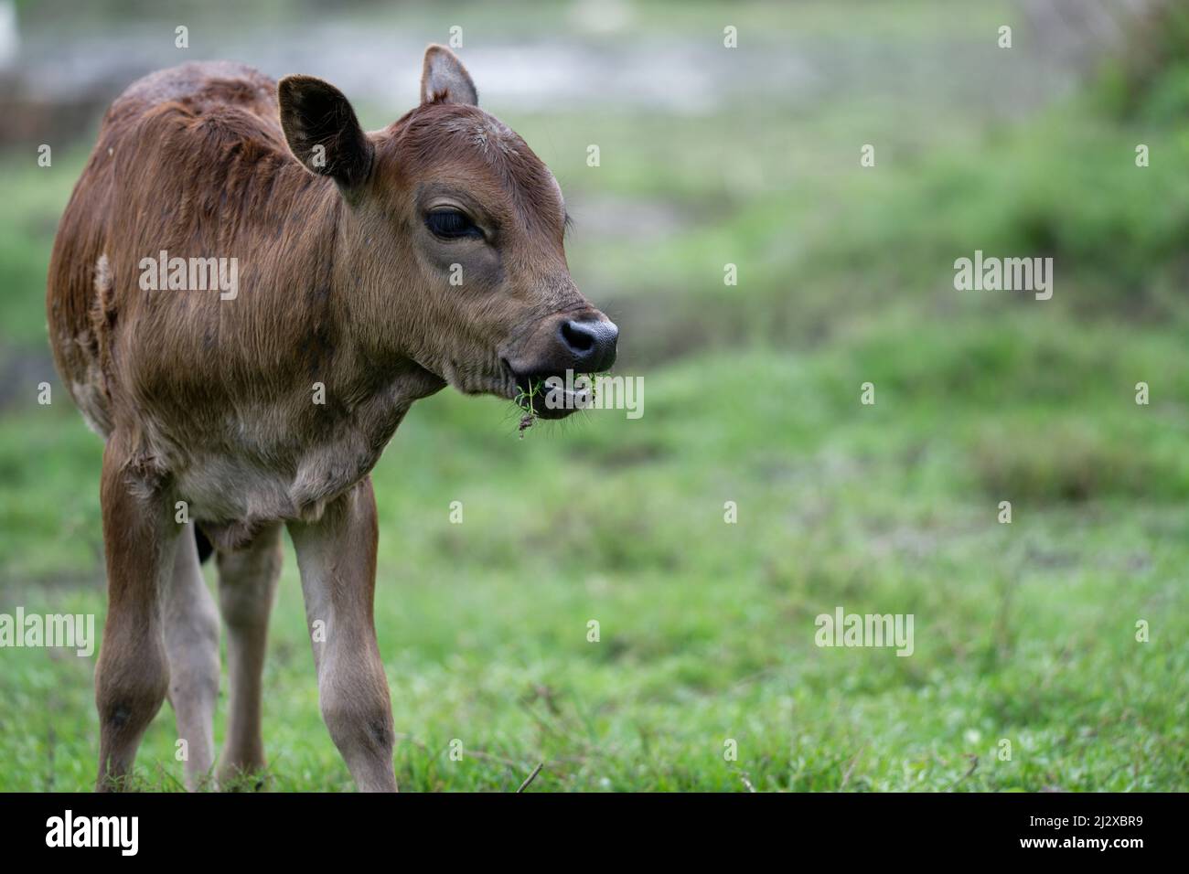 Asian Cows grazing and calf day Stock Photo - Alamy