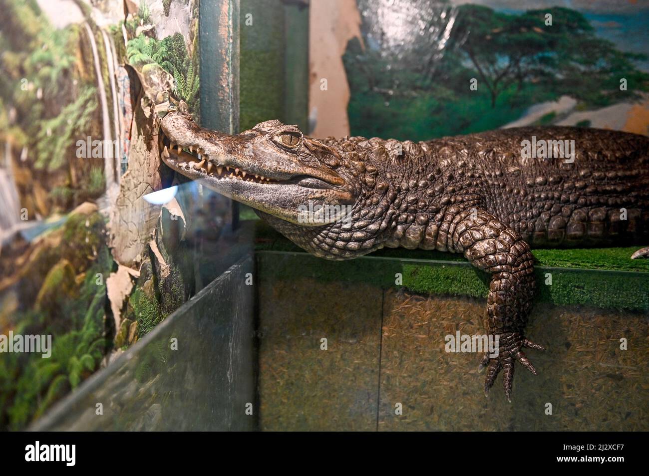 Dwarf Caiman Cage