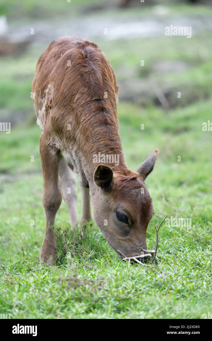 Asian Cows grazing and calf day Stock Photo - Alamy