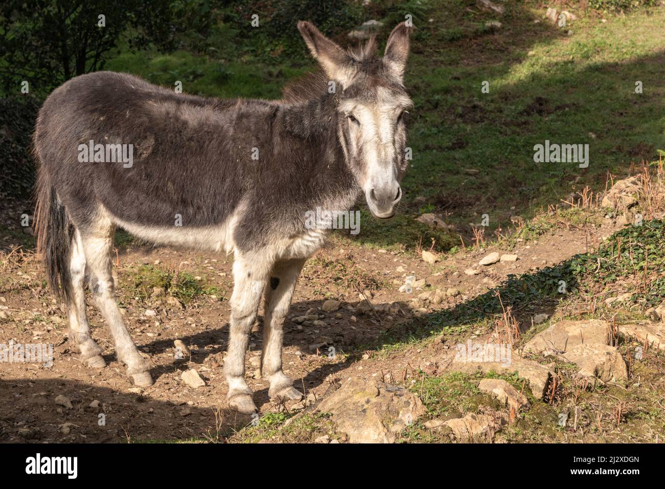donkey in nature looking at the camera Stock Photo - Alamy