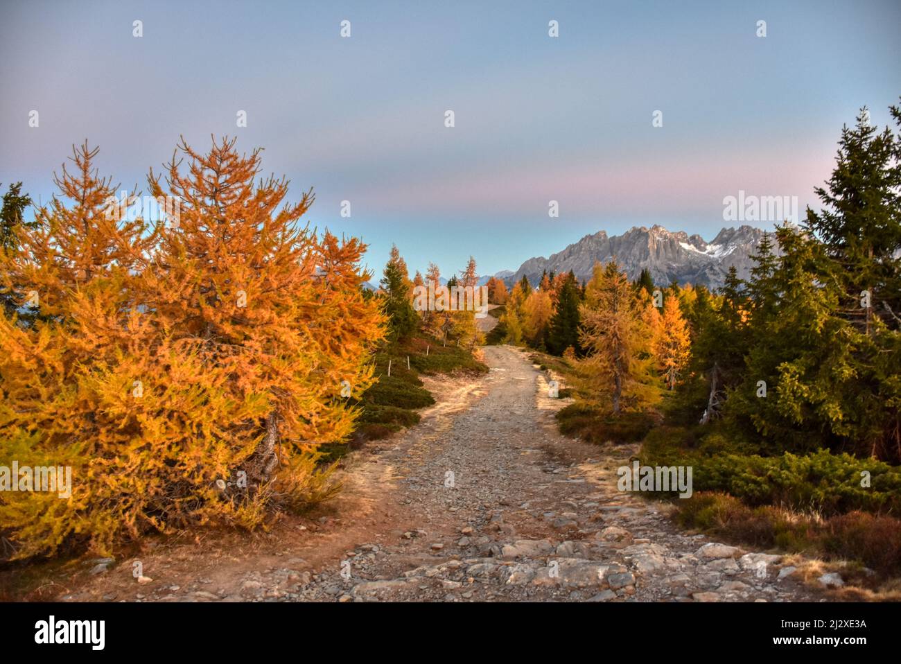 Herbst, Wald, Baum, Bäume, Lärche, Lärchen, Blätter, Nadeln, verfärben, Farbe, Herbstfarben ...