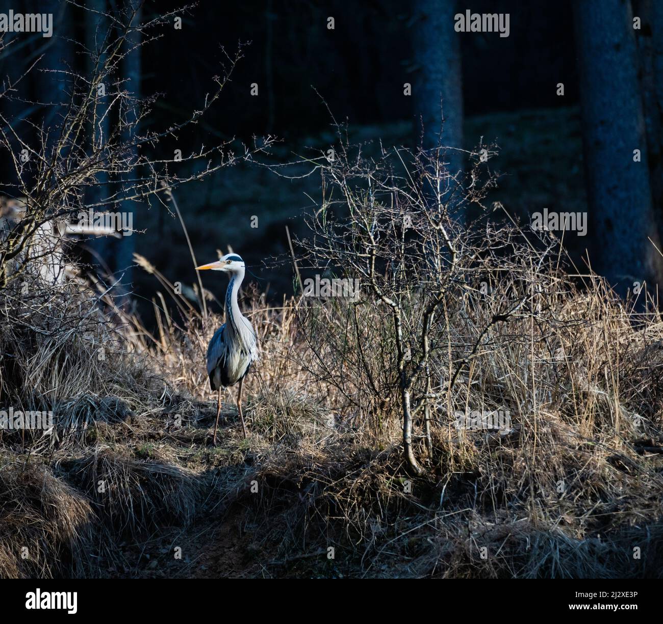 A view of gray heron standing in dried field and looking side Stock ...