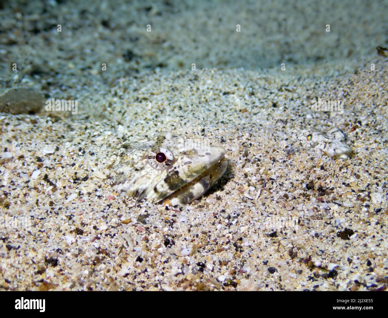 Diamond lizardfish hi-res stock photography and images - Alamy