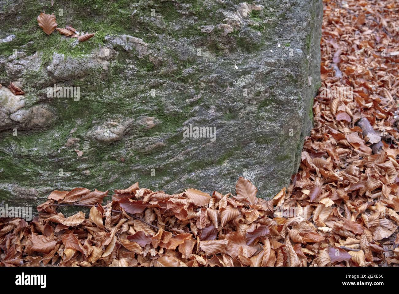 Grey rock background partially covered by moss and part surrounded by ...