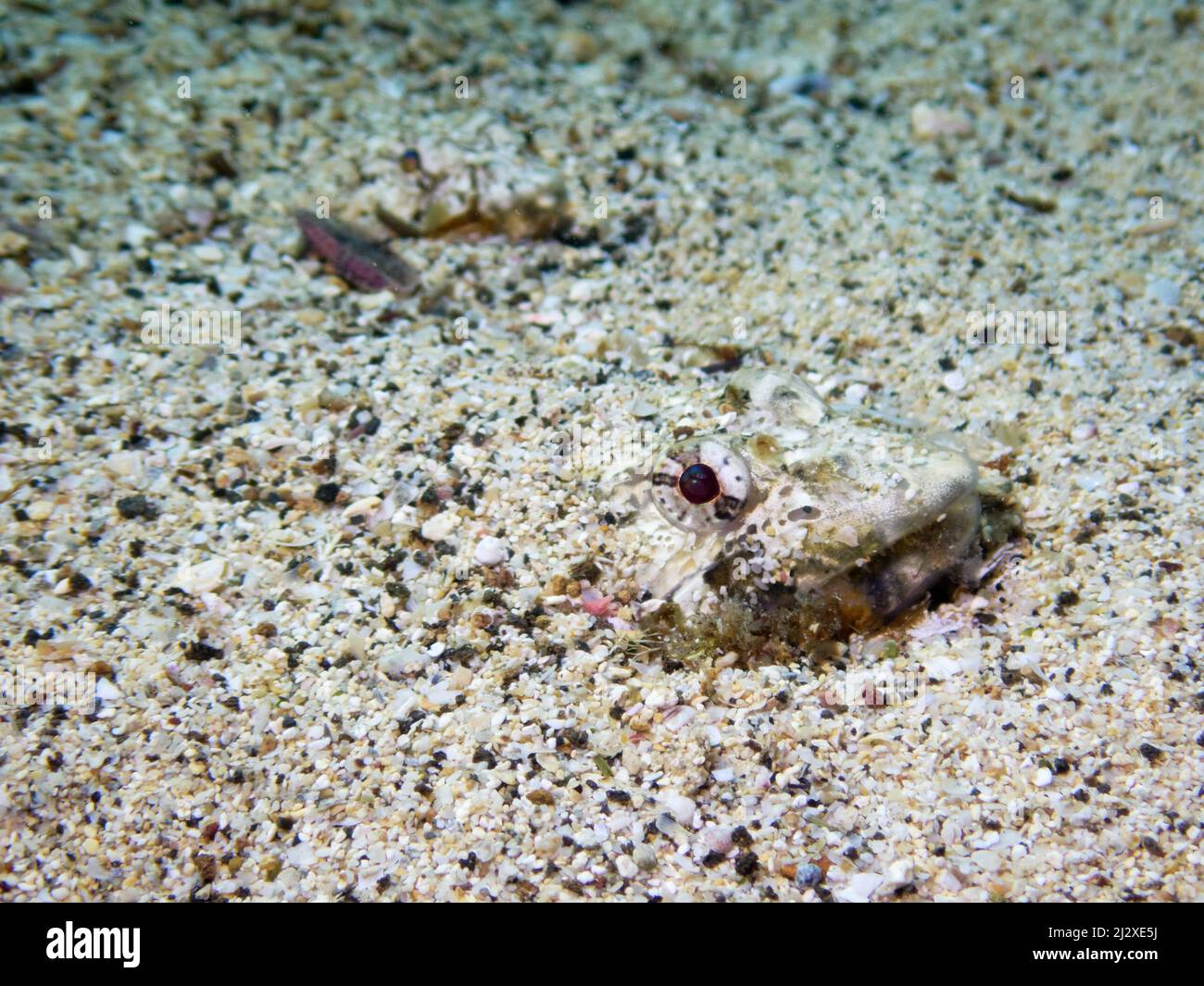 Underwater close up of a Diamond Lizardfish, synodus synodus, buried in ...