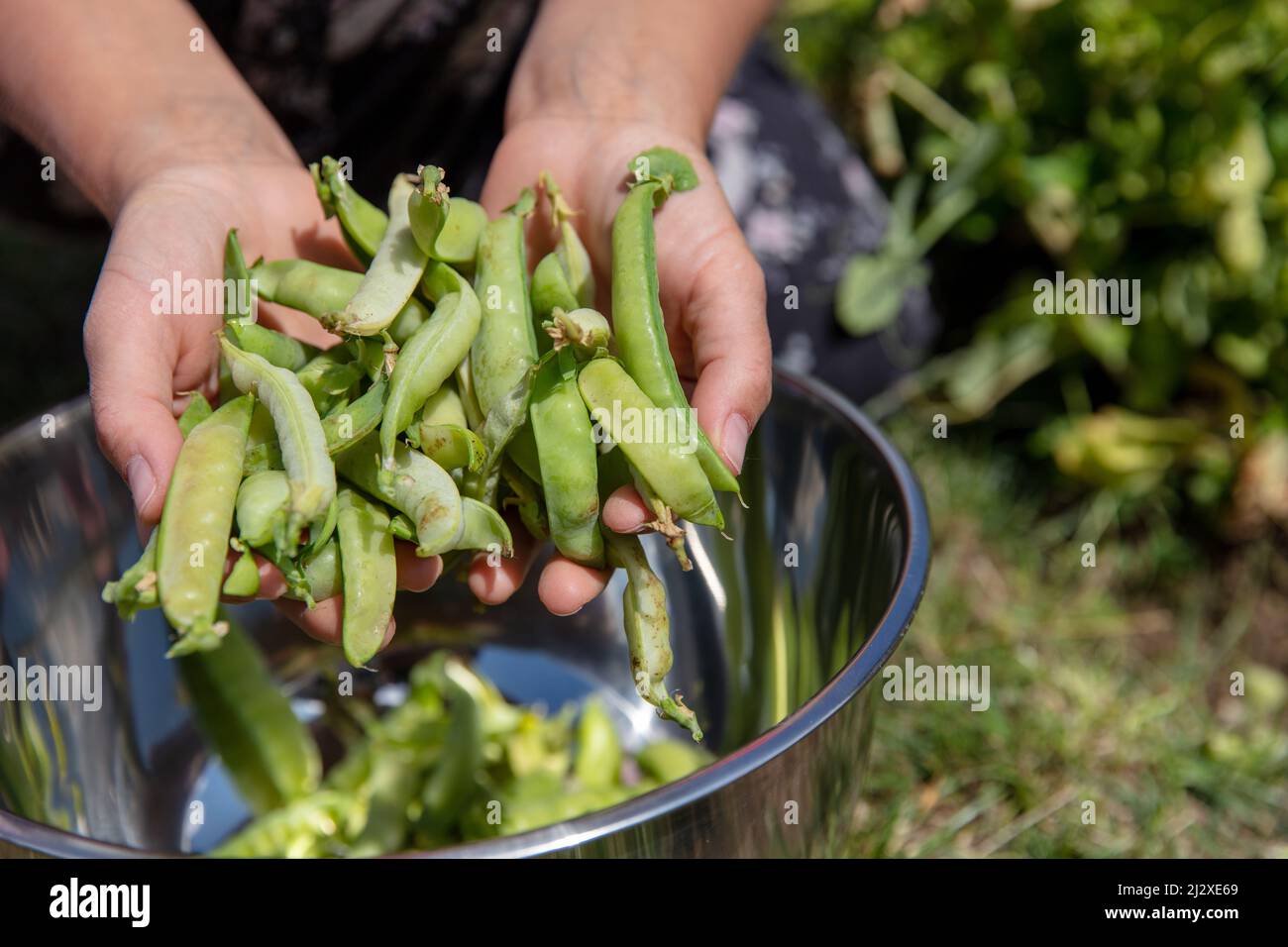 Close up of female hands full of green peas collected from our garden ...