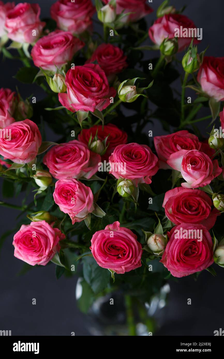 Pink spray rose hi-res stock photography and images - Alamy