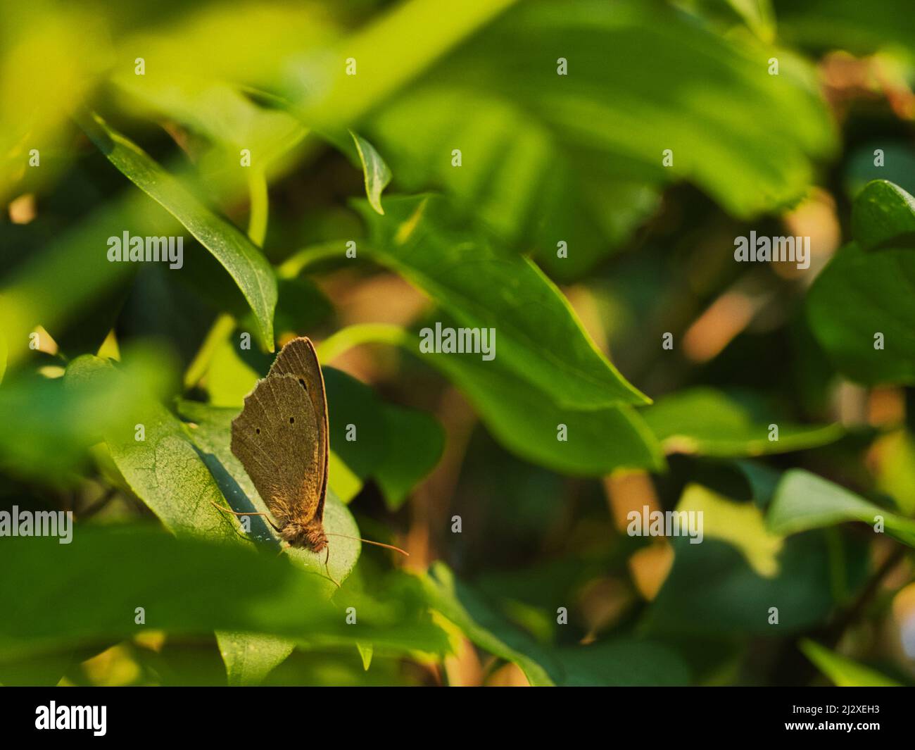 Small heath bird, orange butterfly sitting on a leaf, macro picture of ...