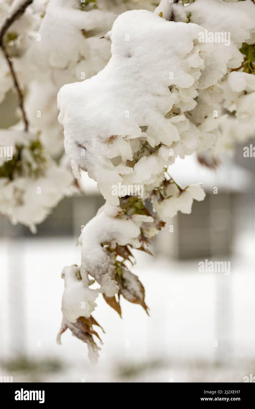 Thick harsh ice frost covering the flowers of a tree during spring time ...