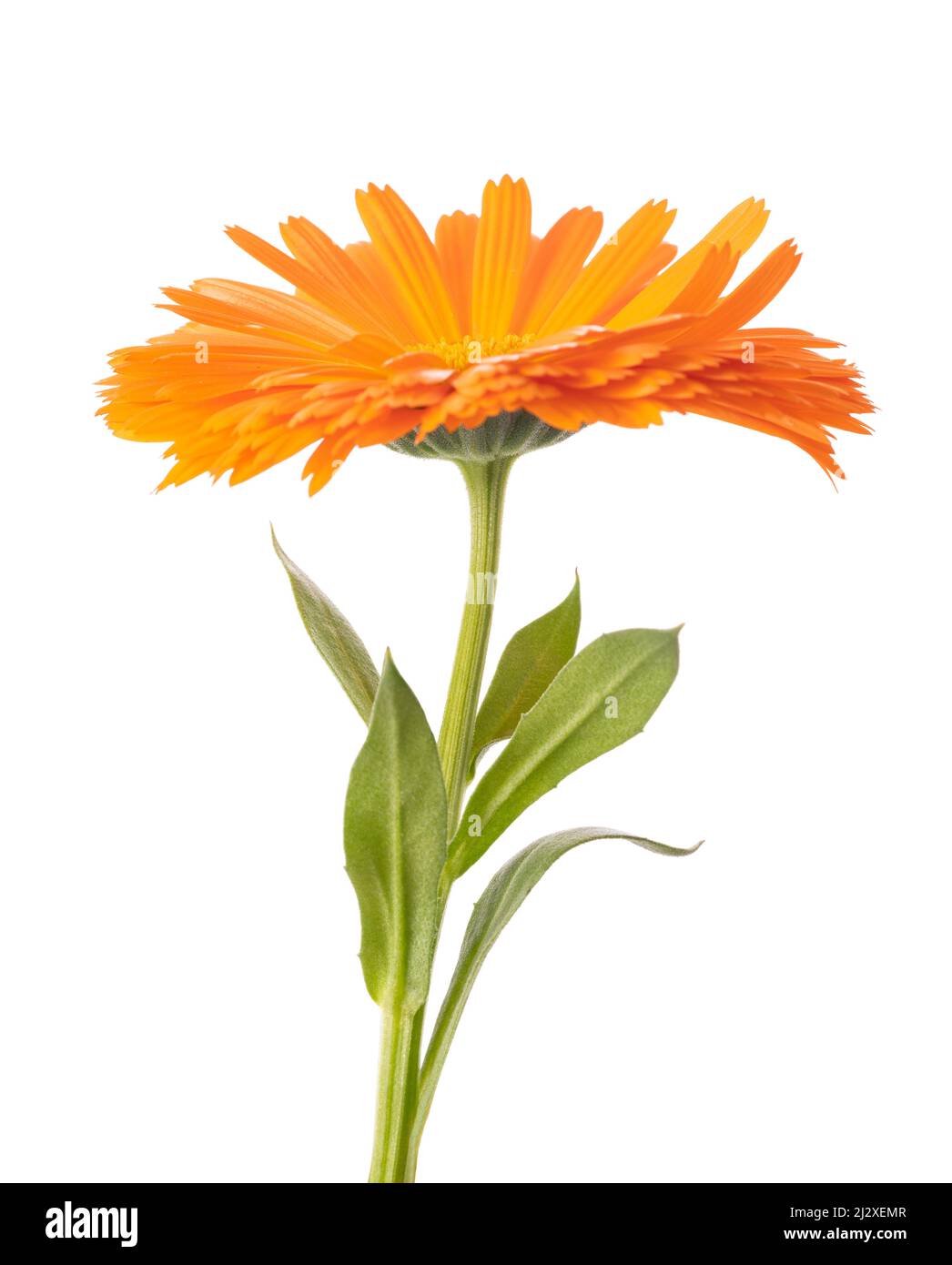 Marigold flower isolated on white background Stock Photo - Alamy