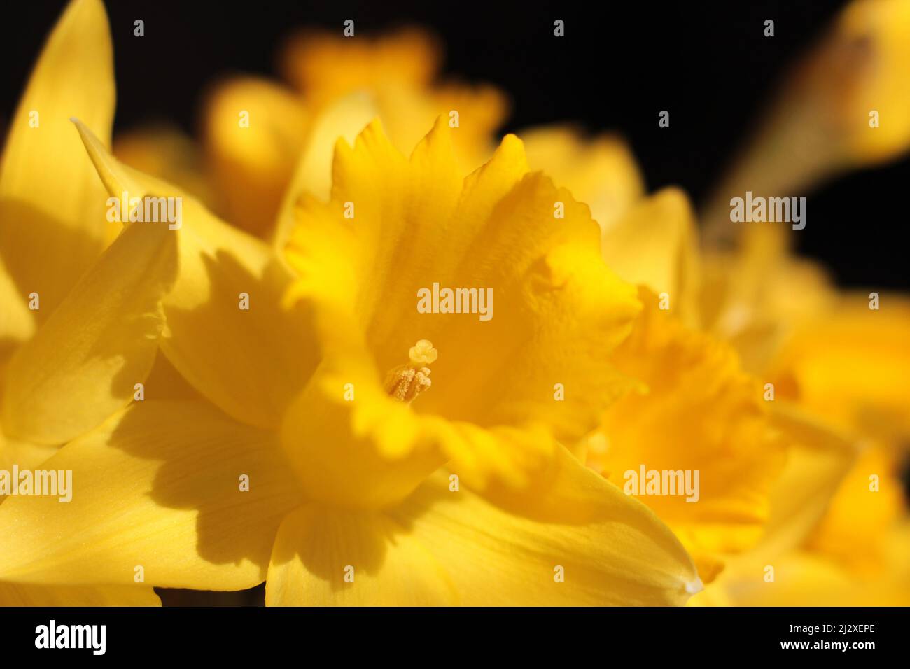 Voorjaars bloem hi-res stock photography and images - Alamy