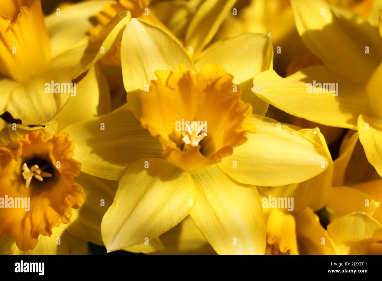 Narcis flower hi-res stock photography and images - Alamy