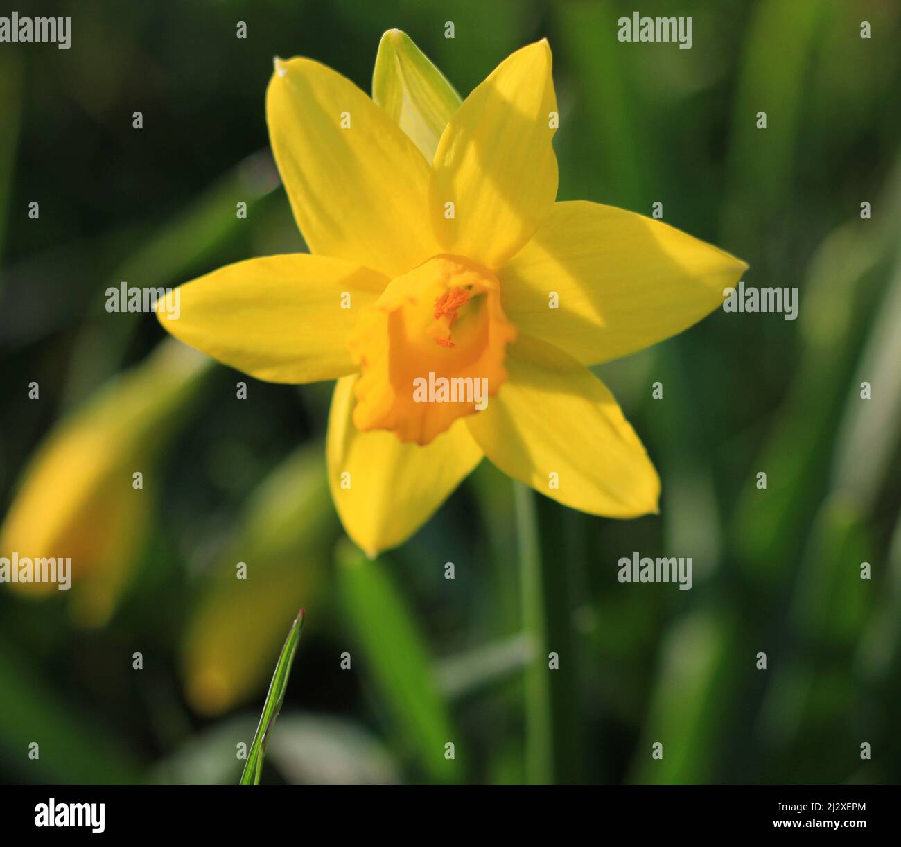 Voorjaars bloem hi-res stock photography and images - Alamy
