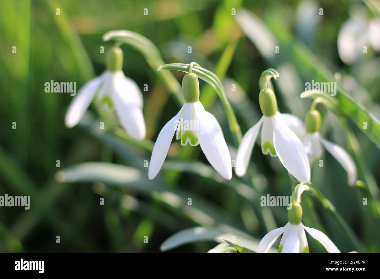 Voorjaars bloem hi-res stock photography and images - Alamy
