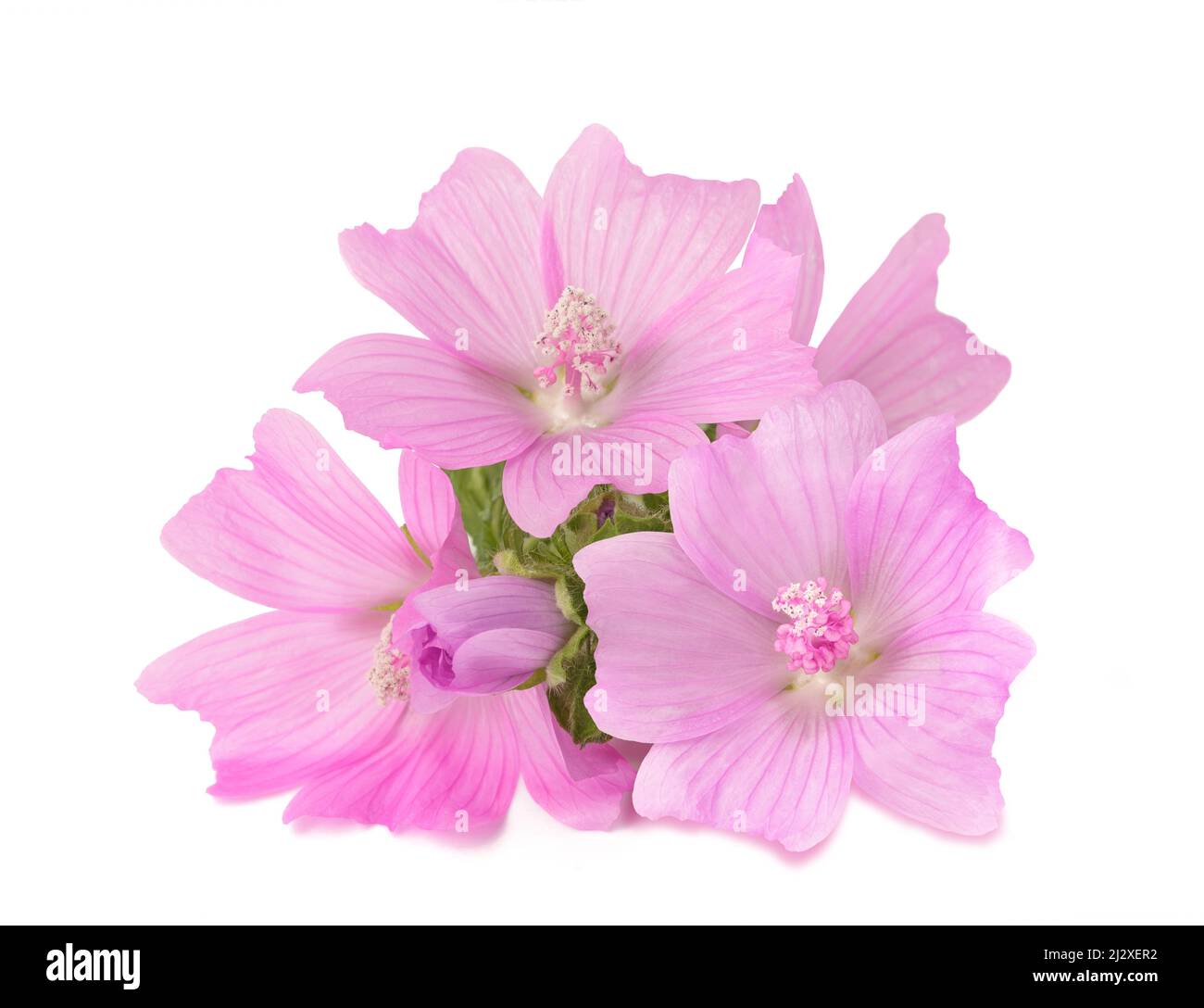 Greater musk mallow flowers isolated on white background Stock Photo ...