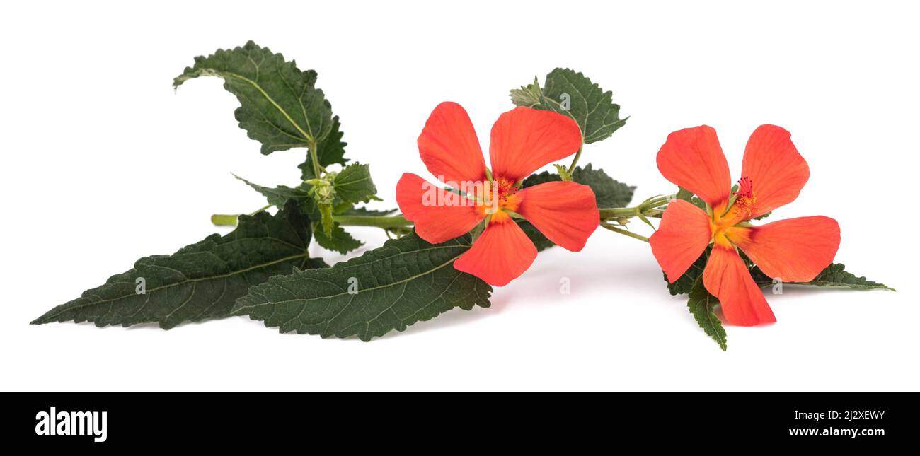 Red mallow (Pavonia missionum) isolated on white background Stock Photo ...