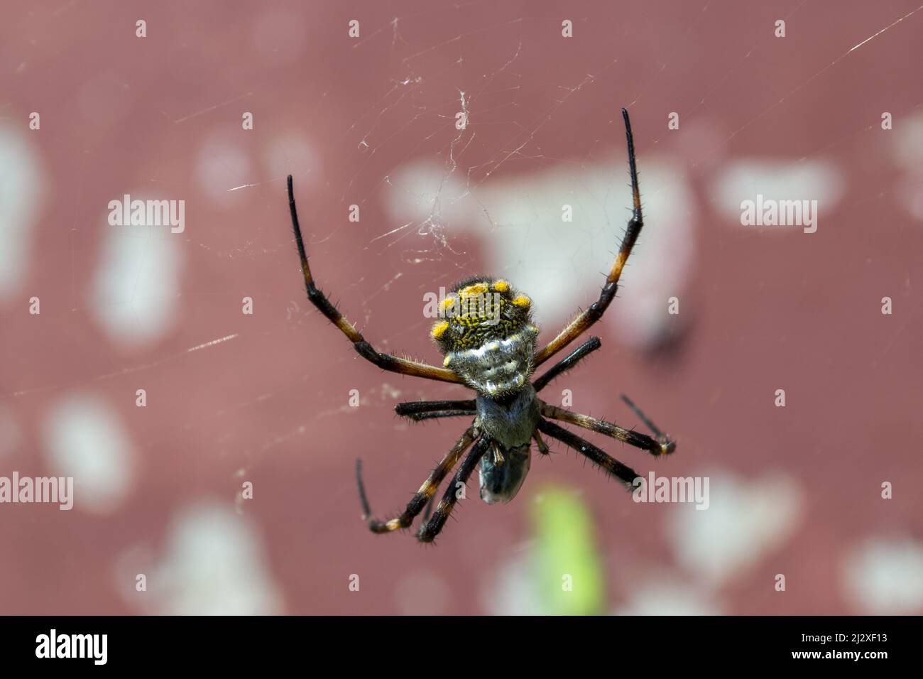 Silver garden spider (Argiope Argentata) weaving its spider web Stock ...