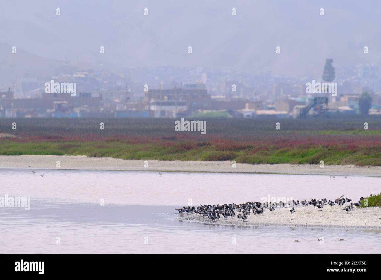 The flock of birds on the shore in the Wetlands of Ventanilla, Peru ...