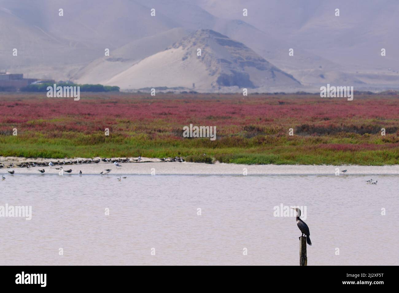 The view of the greenish-red grassland against the background of the ...