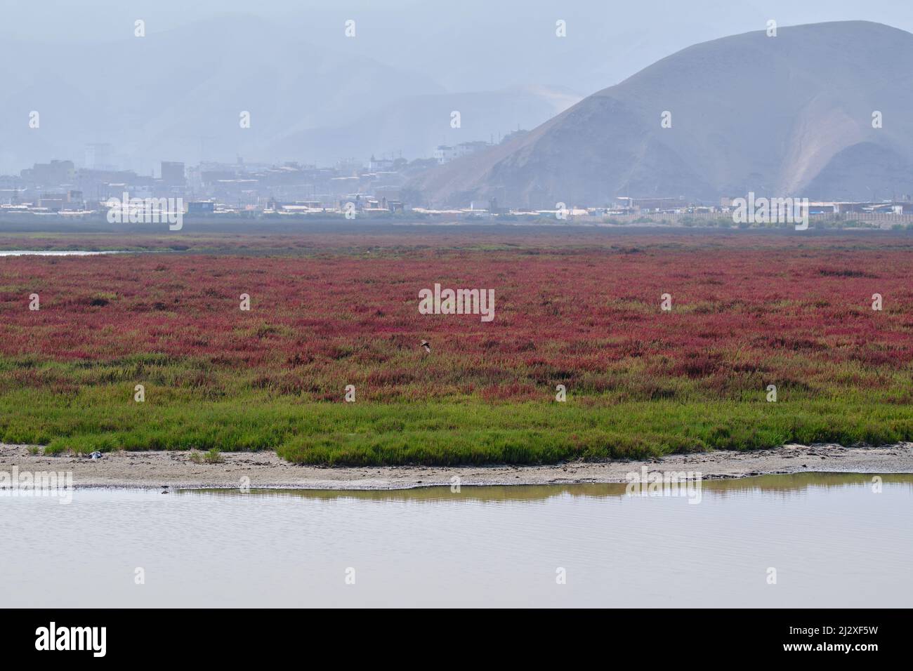 The view of the greenish-red grassland against the background of the ...