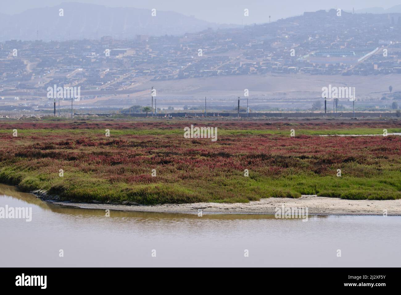 The view of the greenish-red grassland against the background of the ...