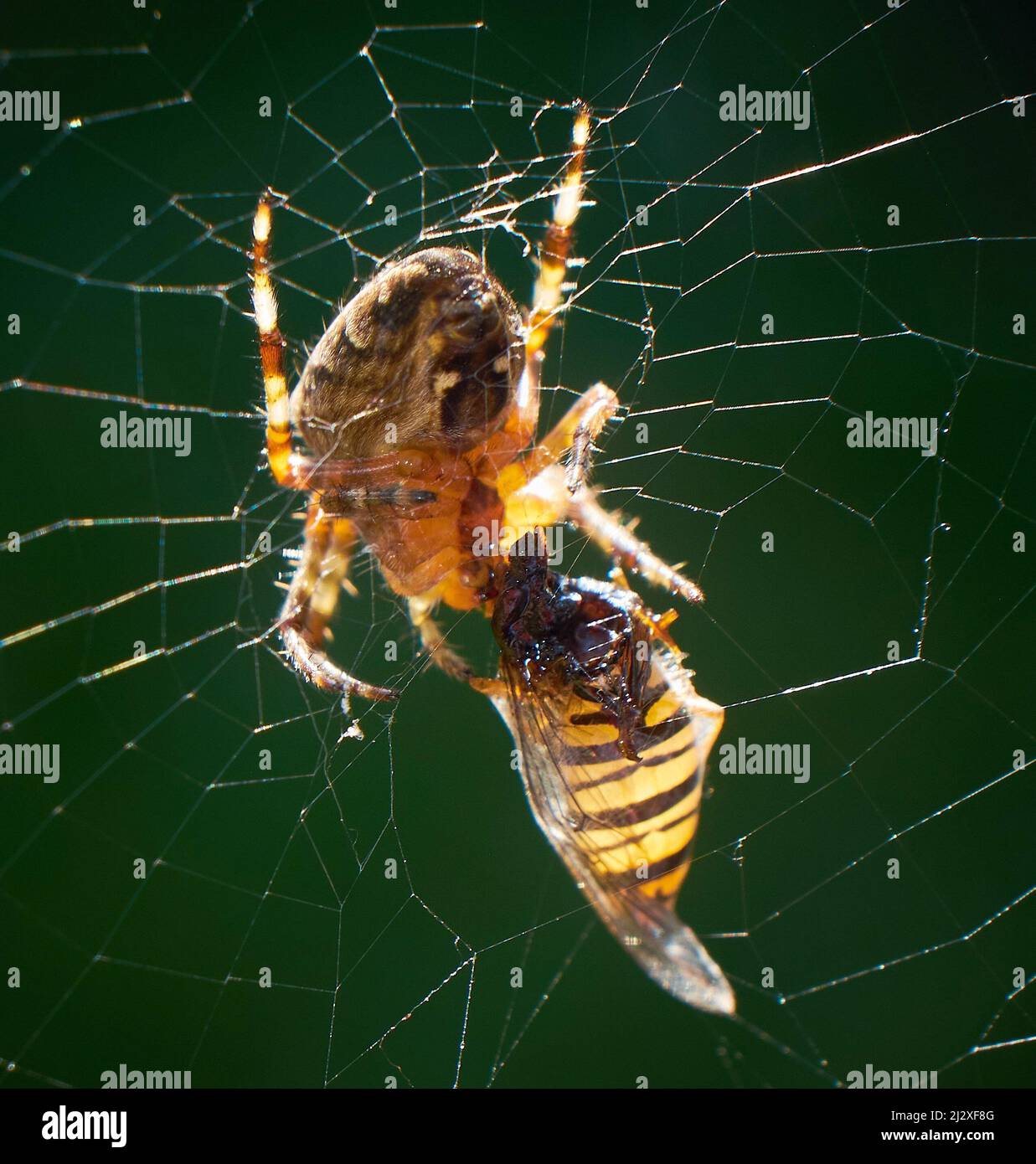Spider injecting venom hi-res stock photography and images - Alamy