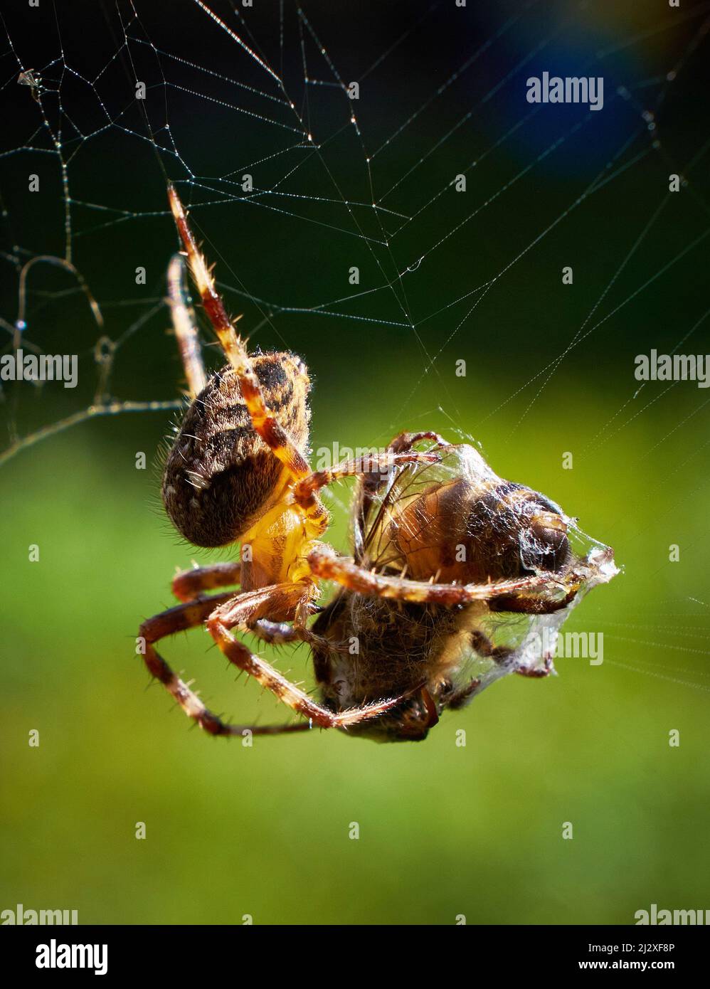 Garden Spider Araneus diadematus paralyses a wasp Vespula vulgaris by ...