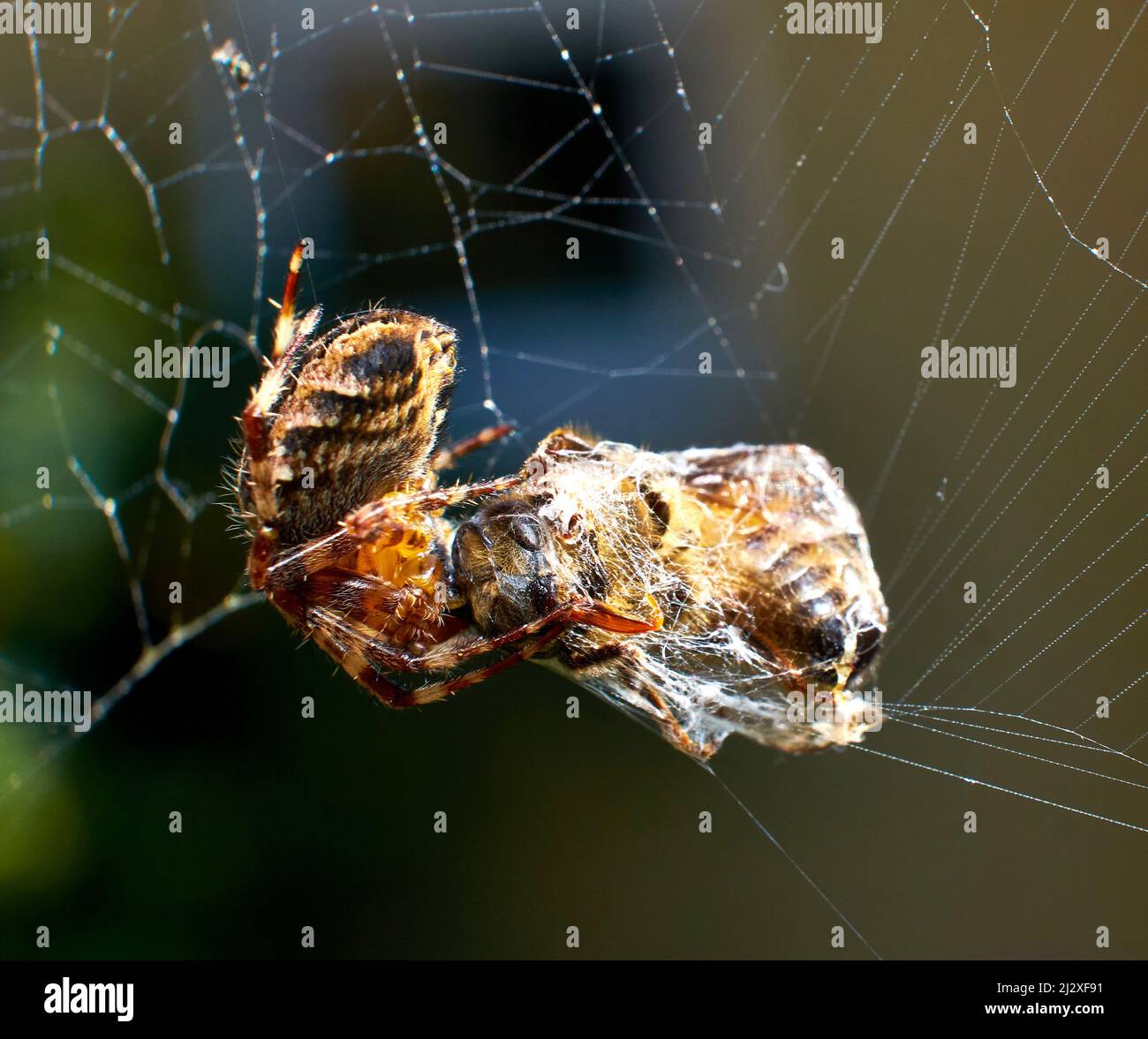 Garden Spider Araneus diadematus paralyses a wasp Vespula vulgaris by ...