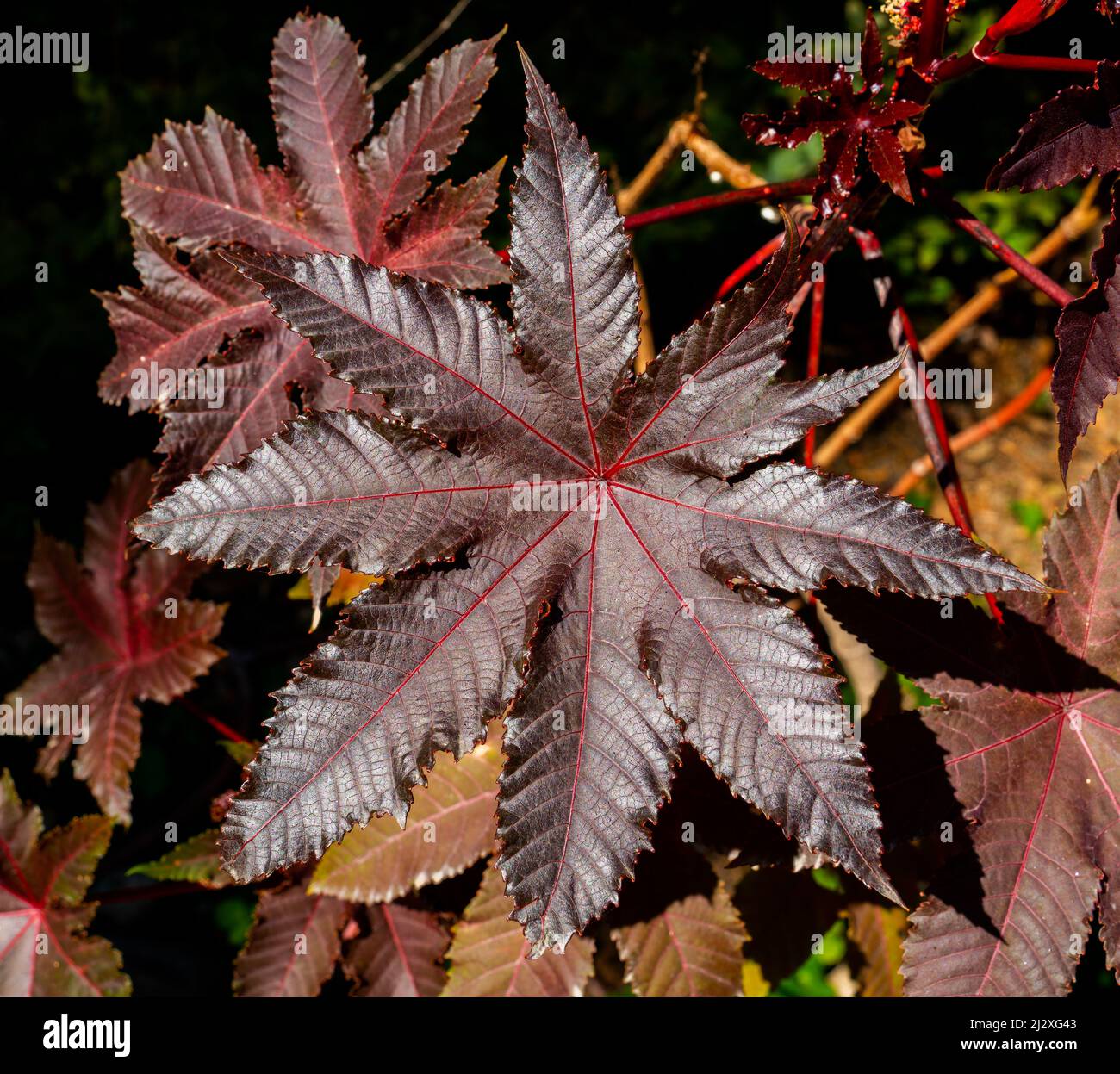 Red castor oil plant ricinus communis hi-res stock photography and ...