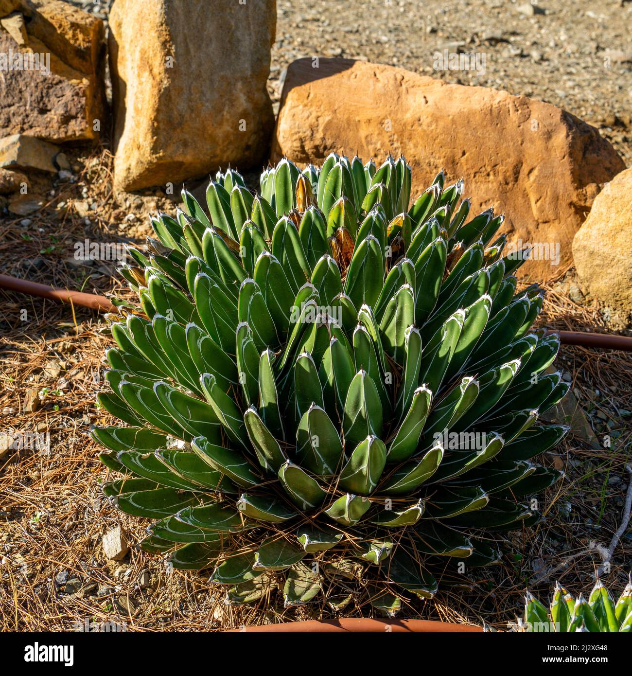 Close up of Queen Victoria agave or Royal agave (Agave victoria-reginae ...