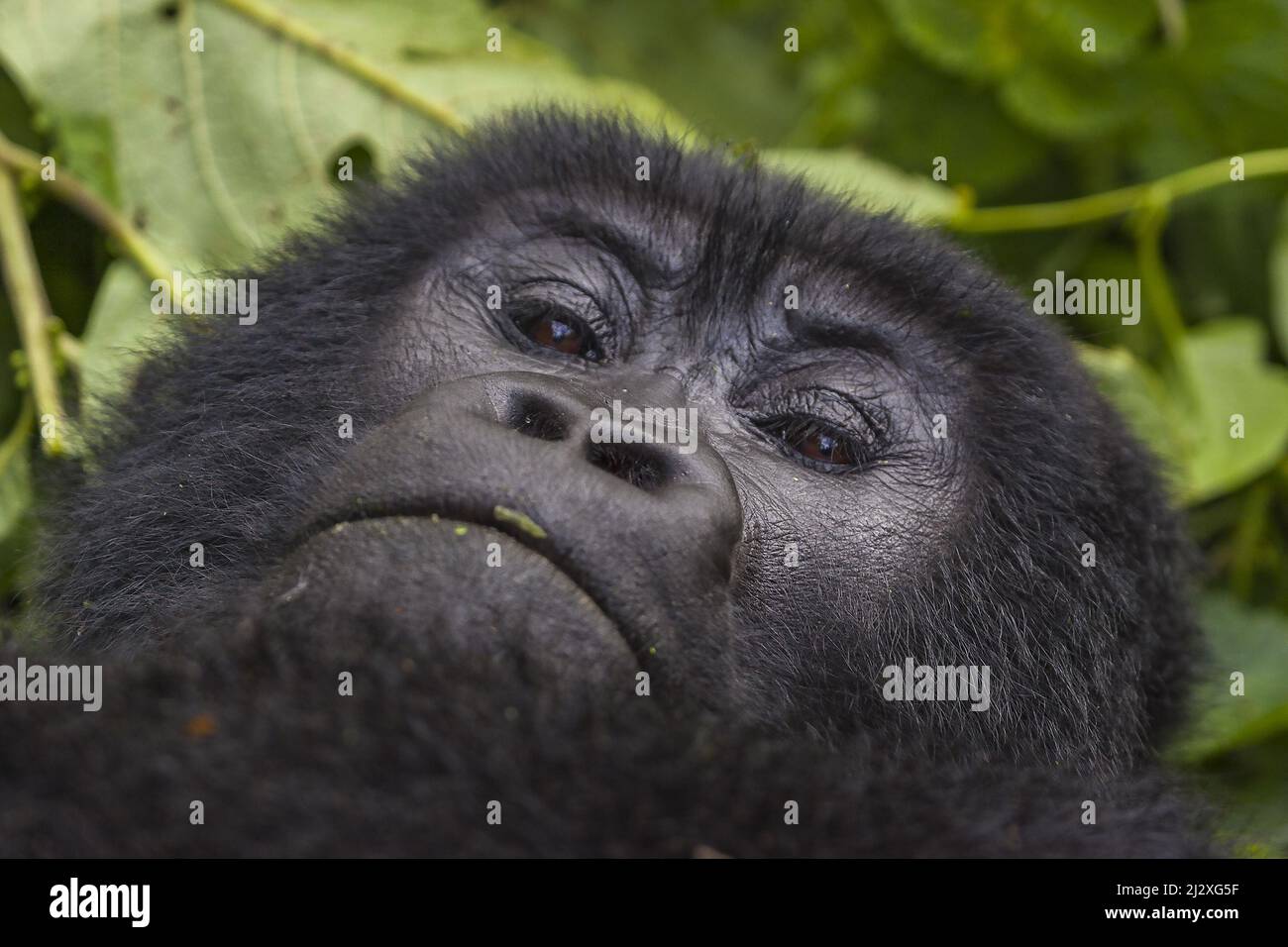 Female Gorilla portrait resting in her nest at Volcanoes National Park ...