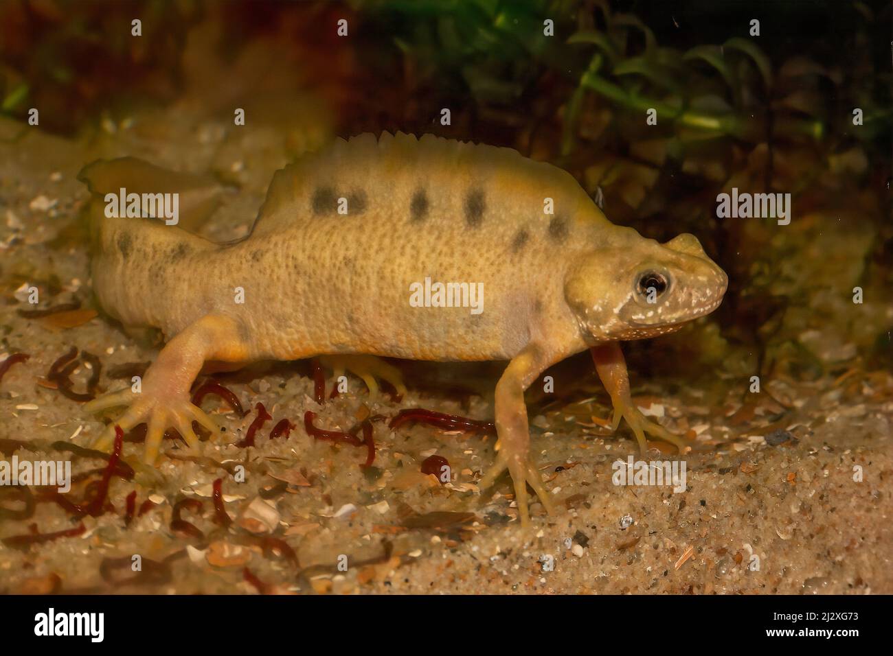 Closeup on an unusual colored white albino male Italian crested newt ...