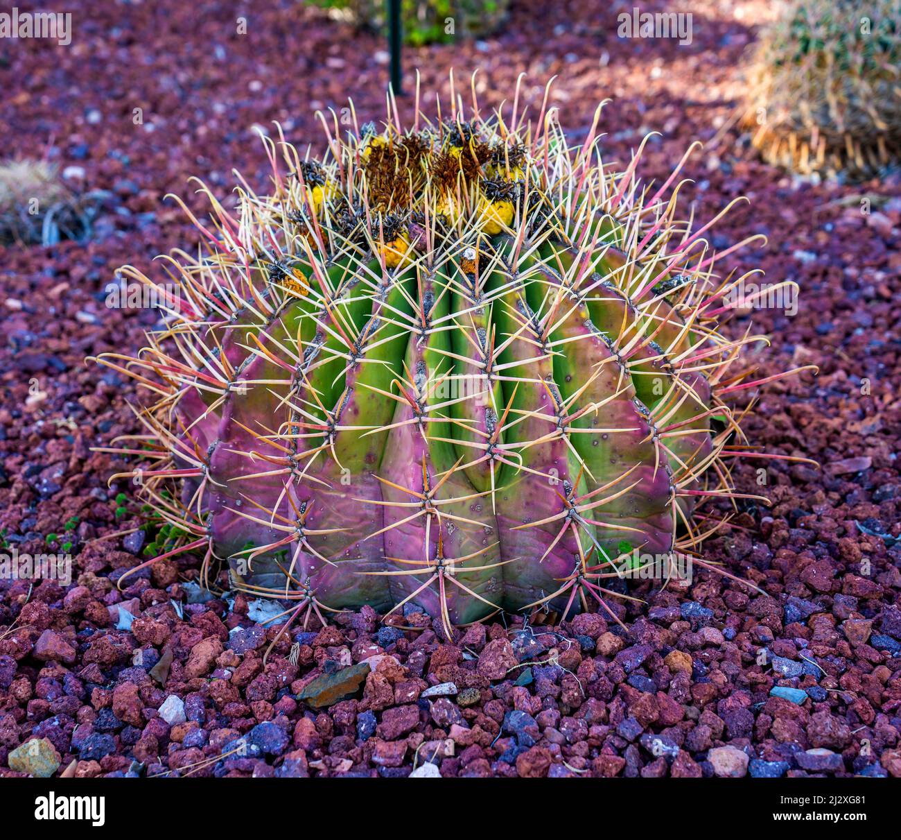 Fire barrel cactus hi-res stock photography and images - Alamy