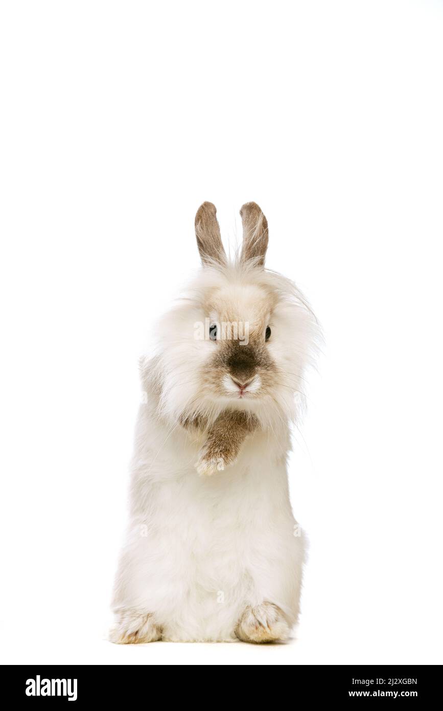 Portrait of charming, furry cute rabbit standing on back paws isolated ...