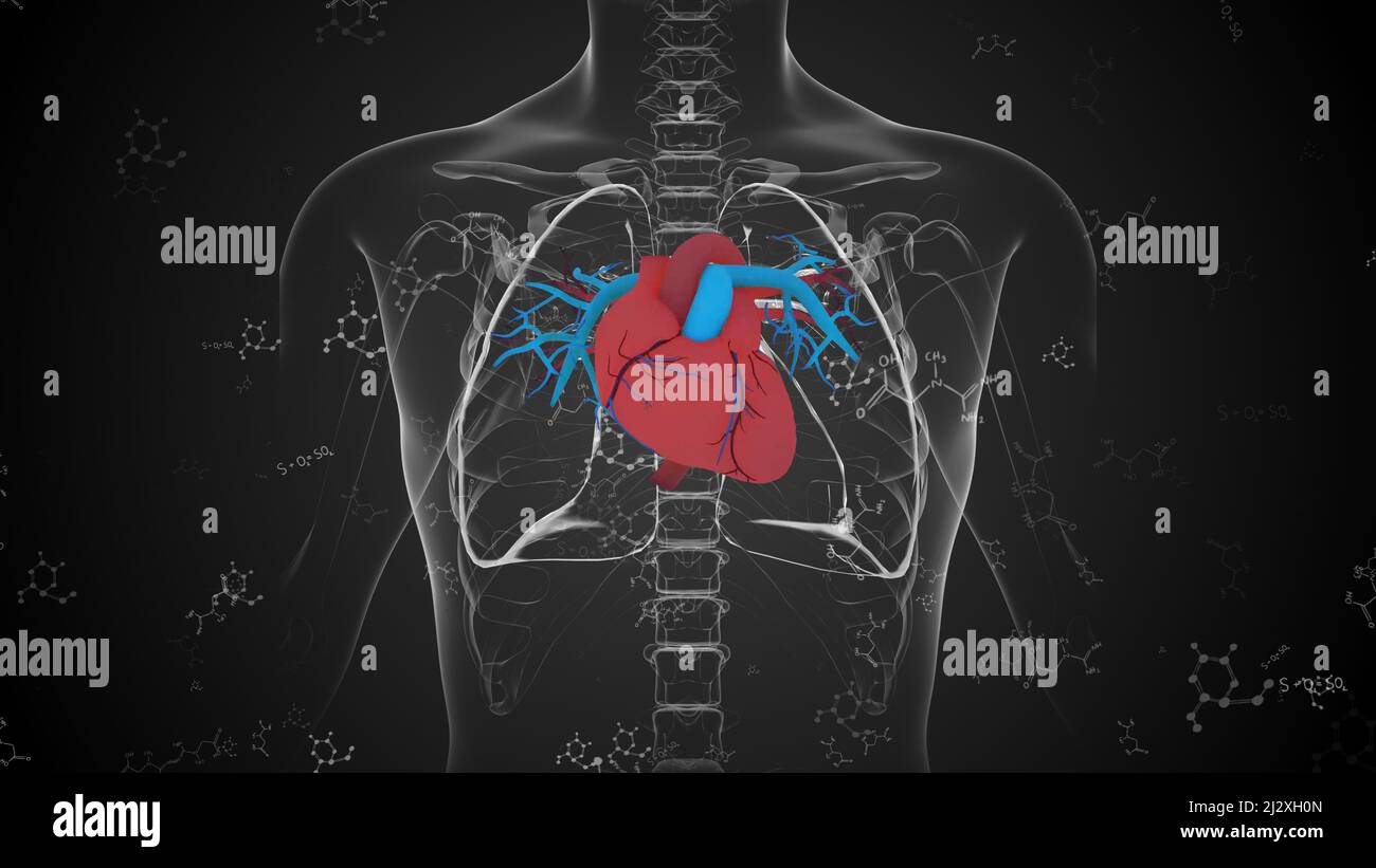 Computer Generated Human Heart Pumping System Anatomy Stock Photo - Alamy
