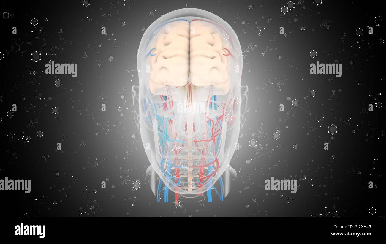 Brain animation hi-res stock photography and images - Alamy