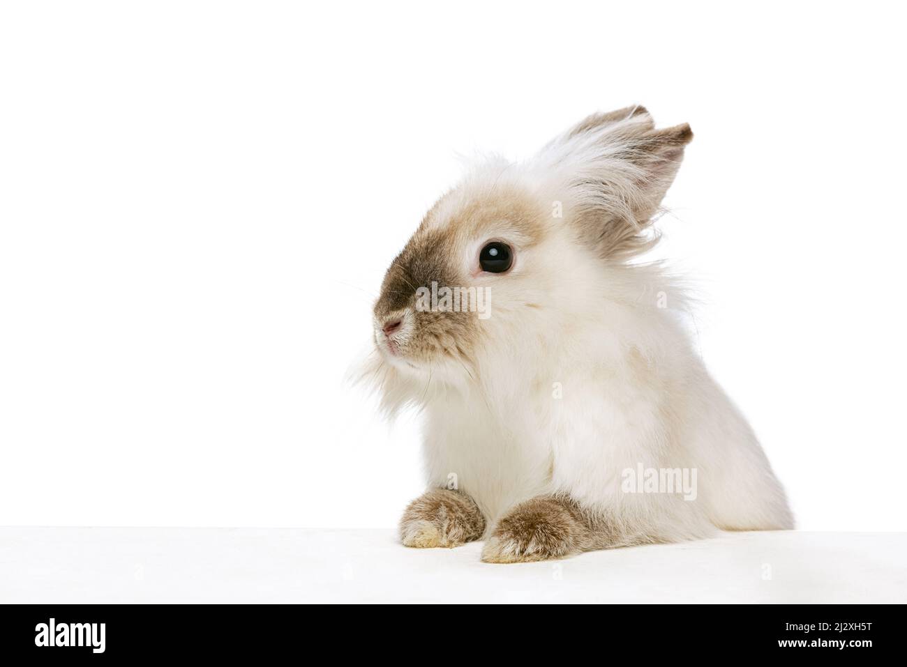 Portrait of charming, furry cute rabbit posing isolated on white studio ...